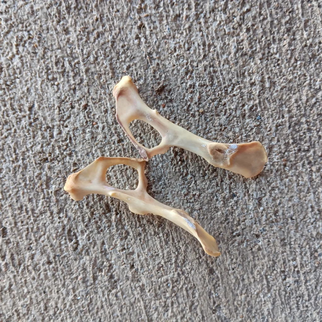 Bone: Pelvic Girdle Big (One Part) , Rabbit. - tunnex laboratories ...